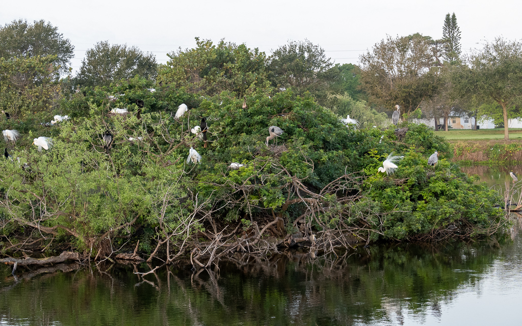 Day Trip To Venice Rookery | Travels with Gunther and Kara